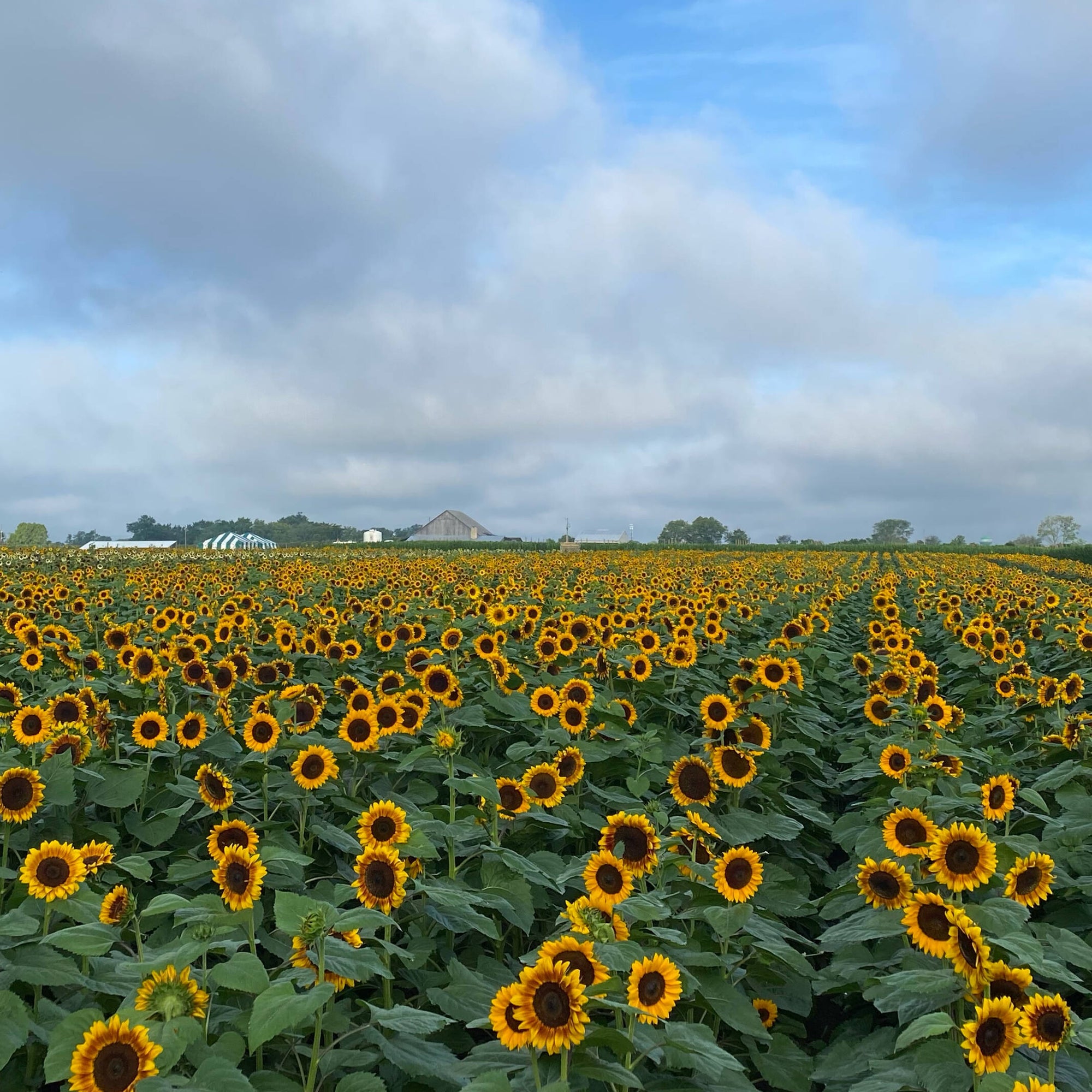 Pick Your Own Sunflowers | Beasley's Orchard